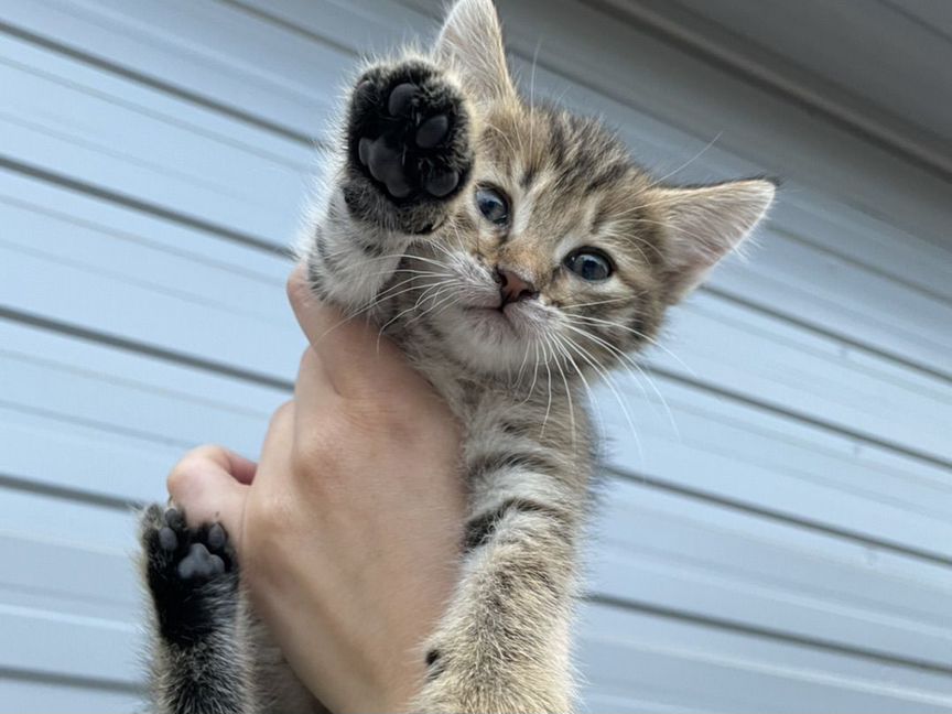 Котята 2 месяца