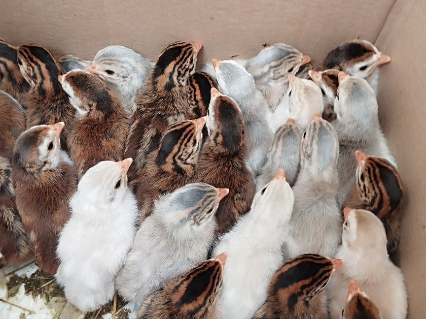 Цыплята цесарки