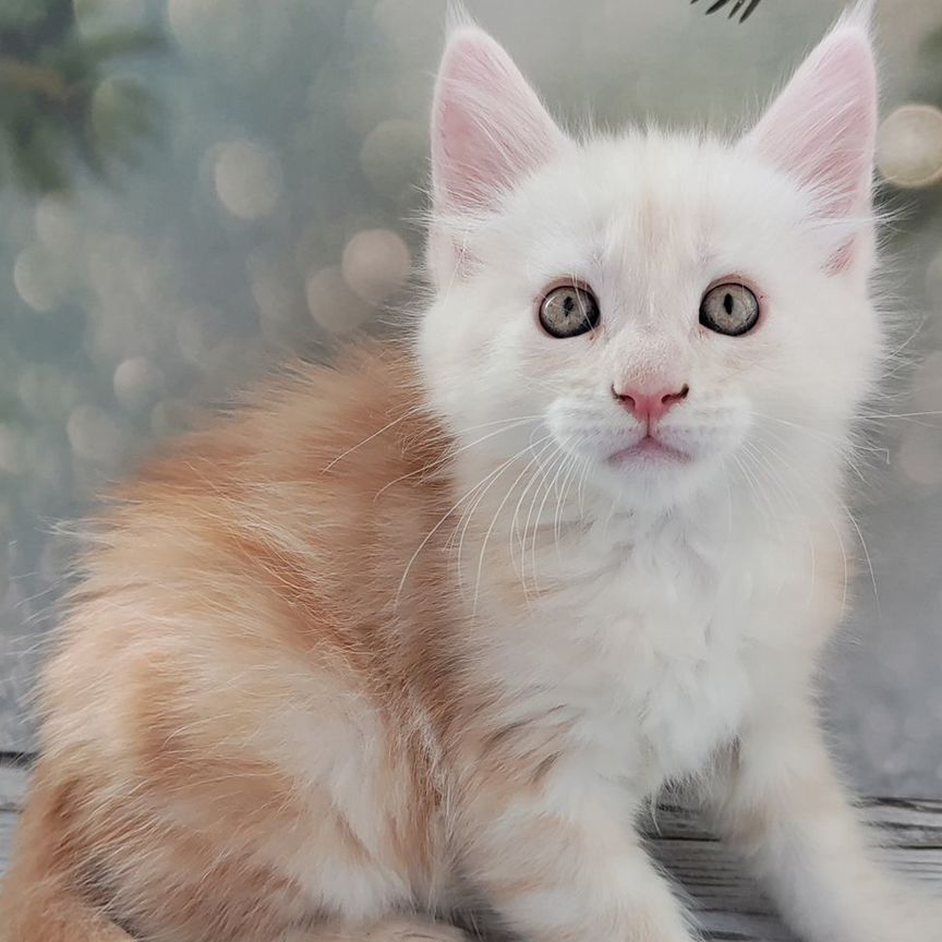 Котята мейн-кун с документами