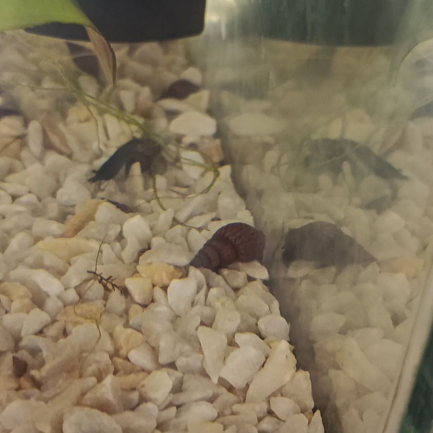 Улитки аквариумные