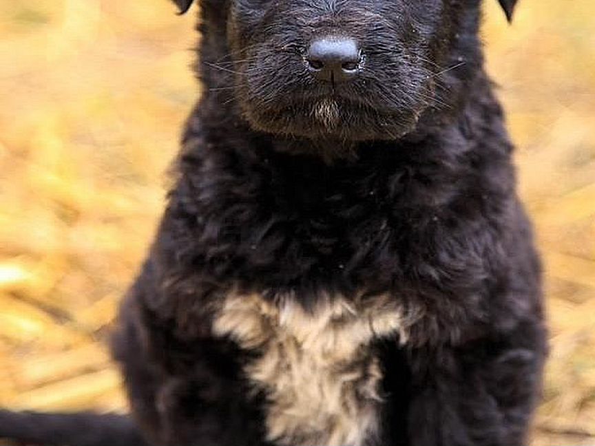 Щенок в добрые руки бесплатно