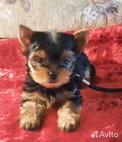 Йоркширский терьер - мини мальчики