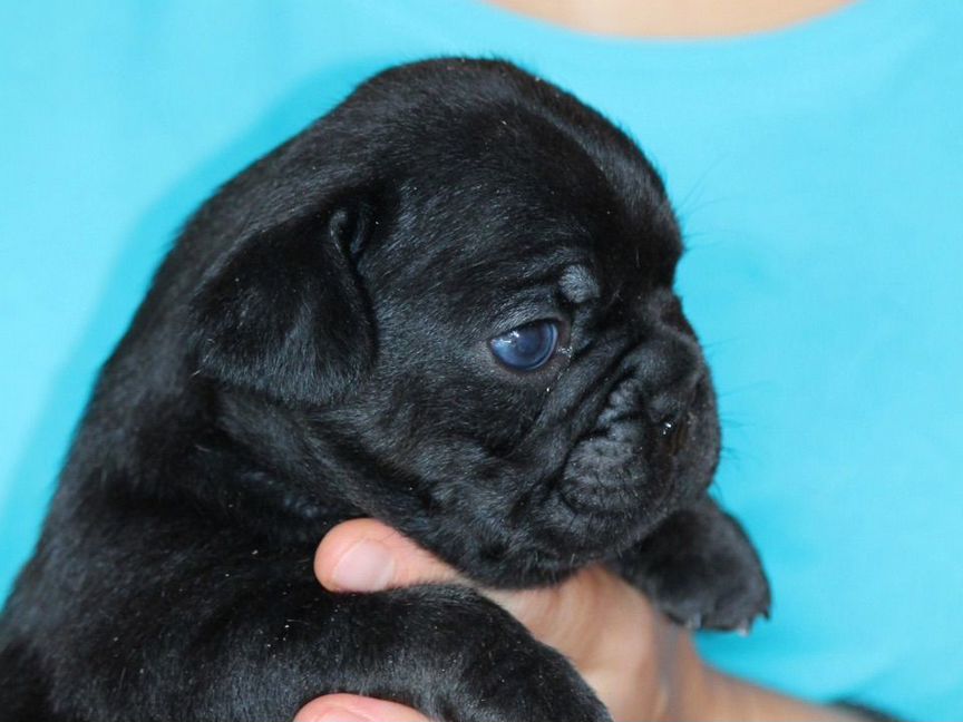 Француз черный лак