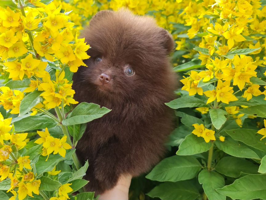 Сладкая Шоколадка