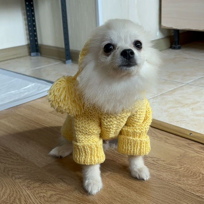 Щенки померанского шпица