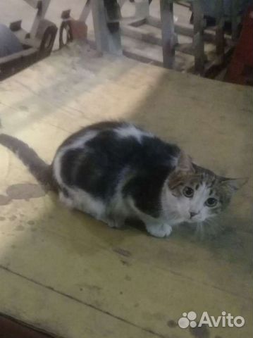 Кот красивого окраса, молодой