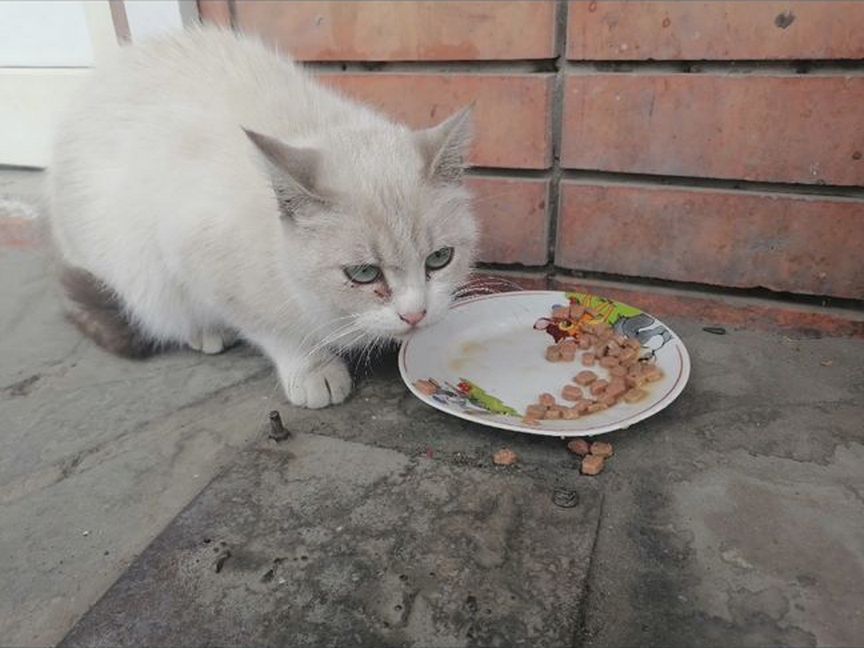 Кошечка в добрые руки