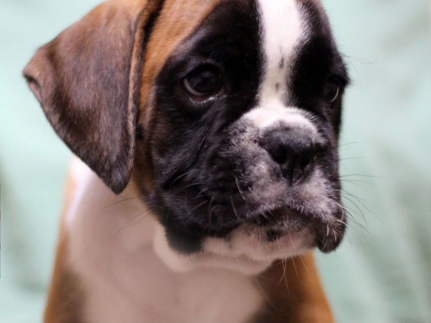 Боксер щенок