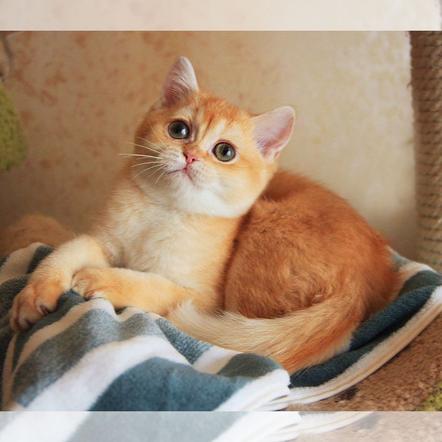 Британский короткошёрстный котёнок