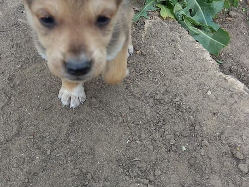 Собака в добрые руки отдам бесплатно