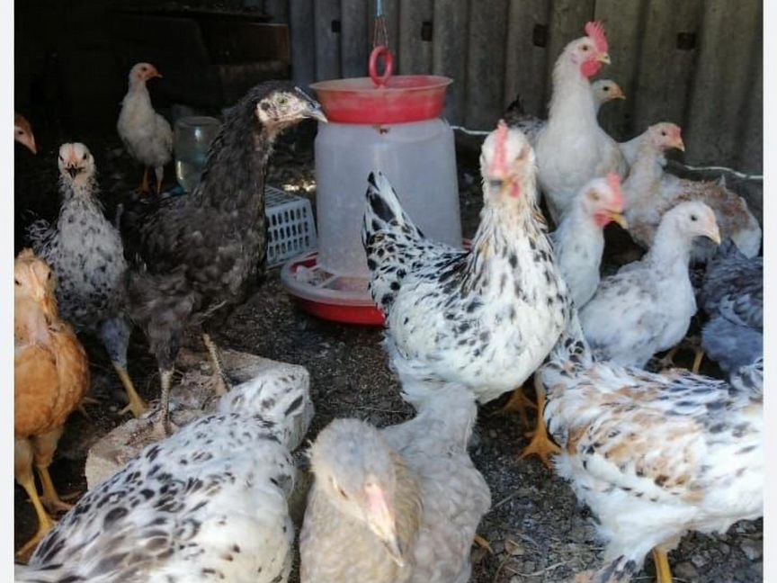 Куры молодки