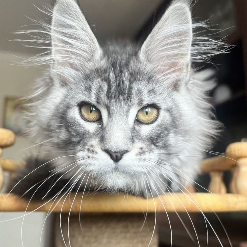 Мейн кун от чемпионов