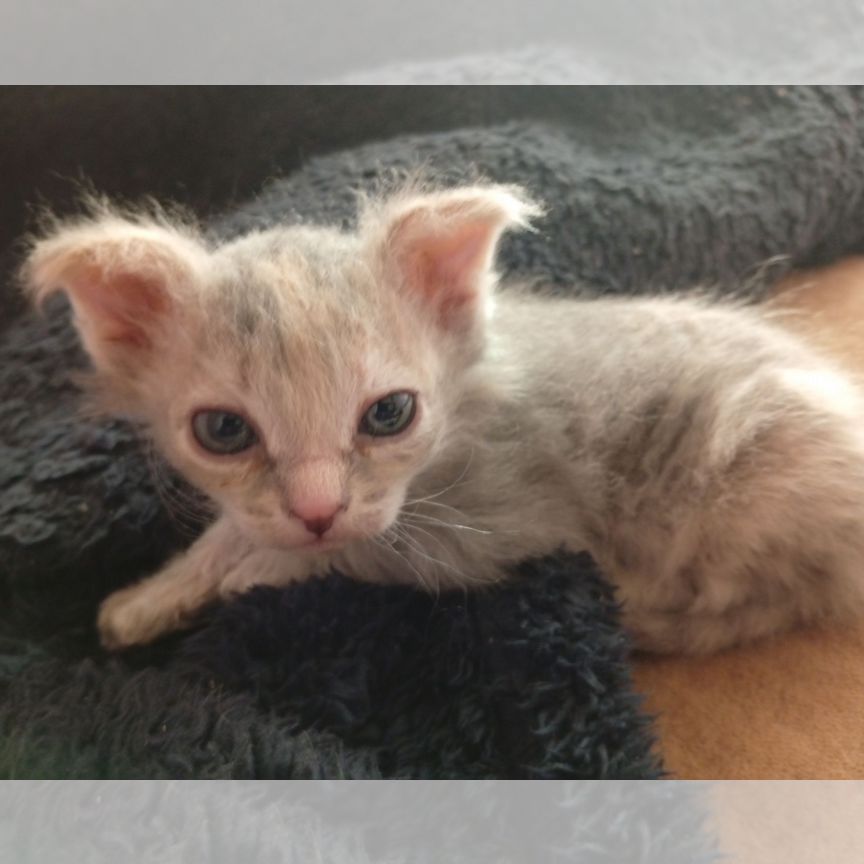 Канадский сфинкс котёнок