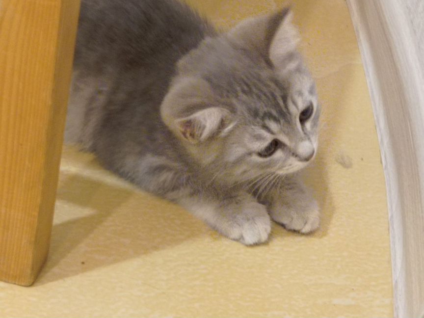 Кошка