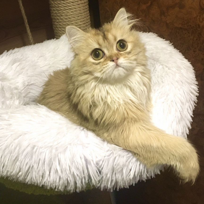 Шотландский прямоухий длинношёрстный котёнок