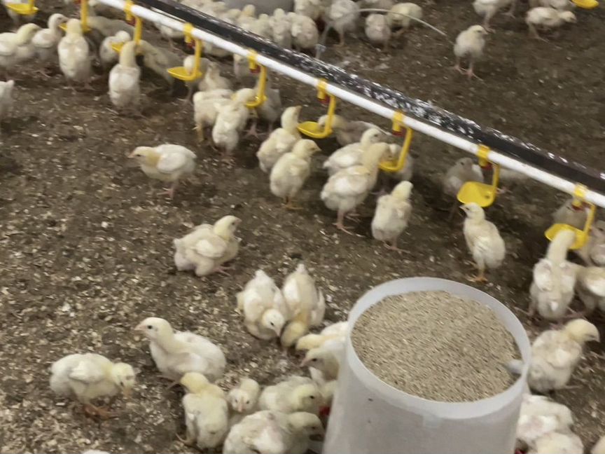 Продам бройлера в живом весе