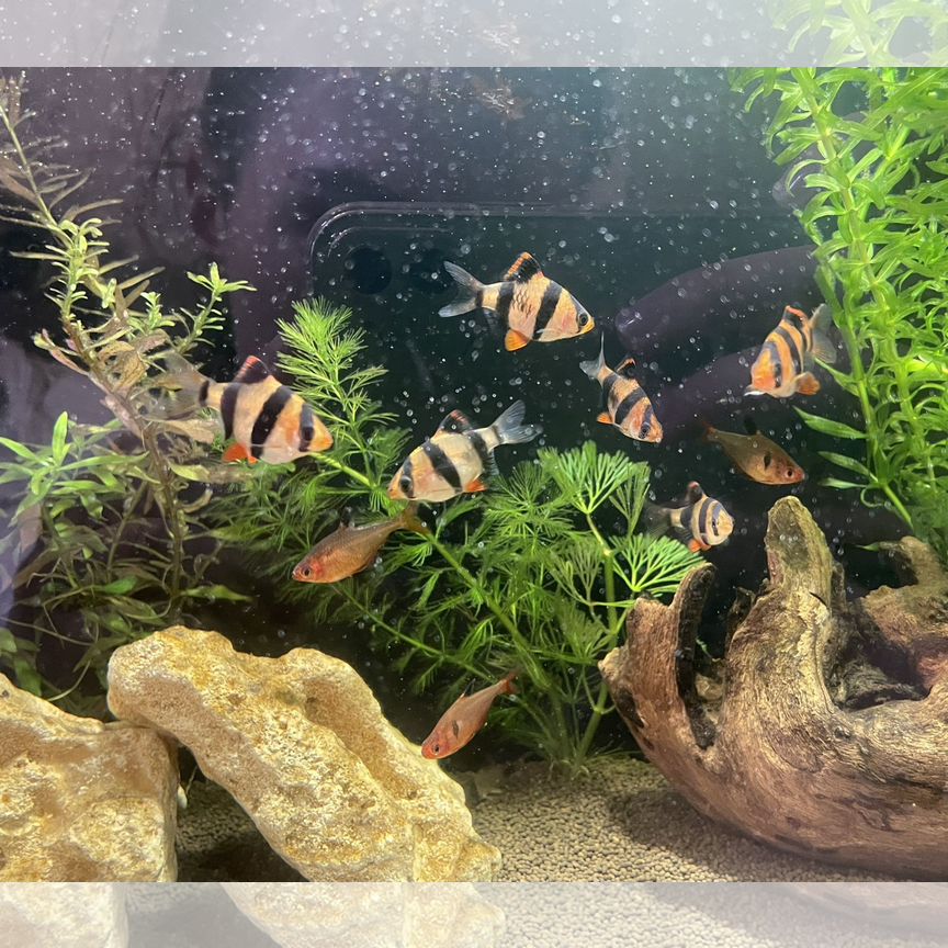 Суматранские барбусы, миноры, коридорасы