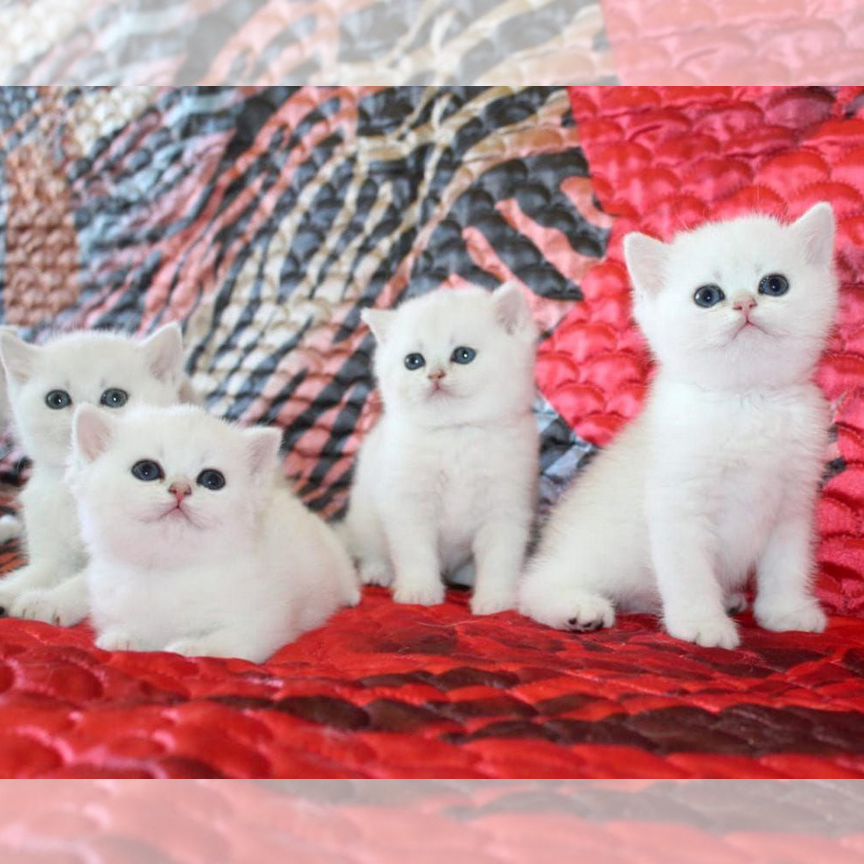 Беленькие шотландские котята
