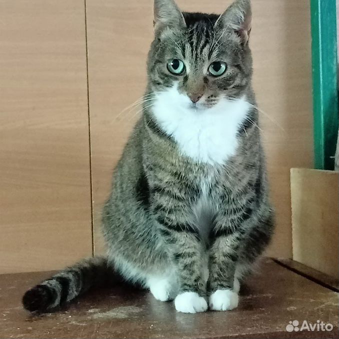 Кот ученый в добрые руки