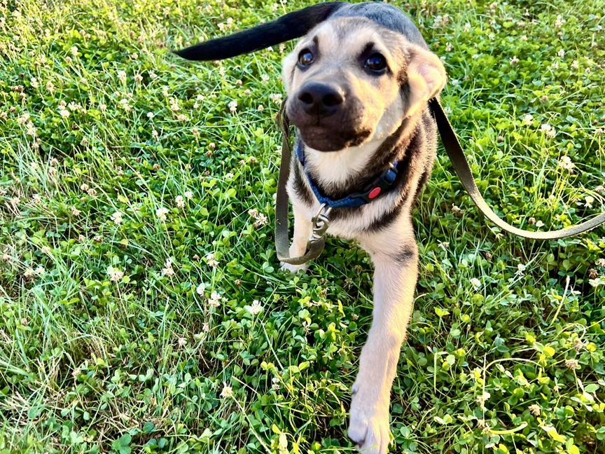 Восточноевропейская овчарка