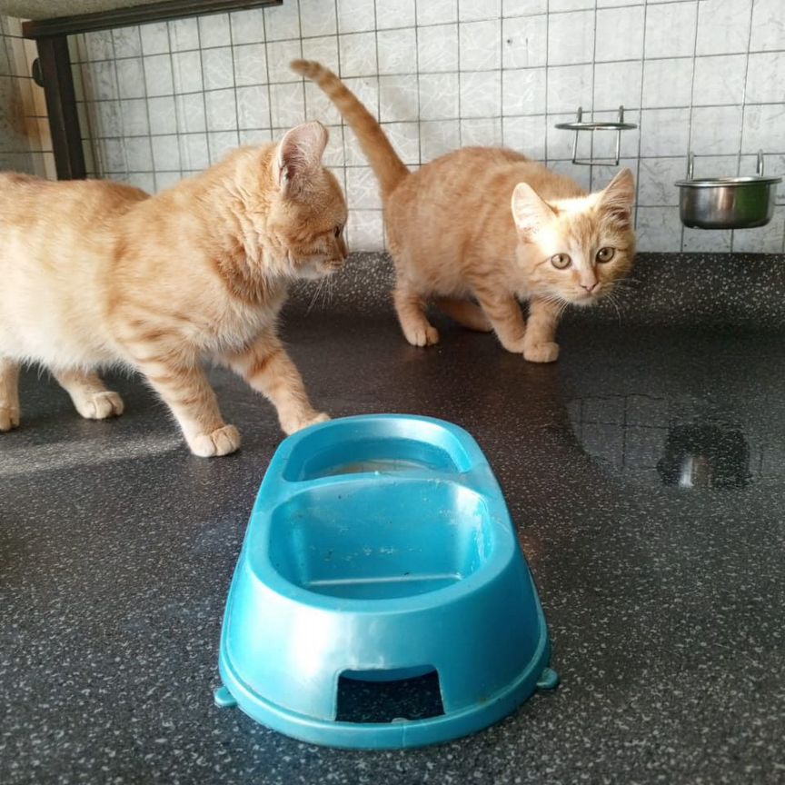 Рыжие котята ищут дом