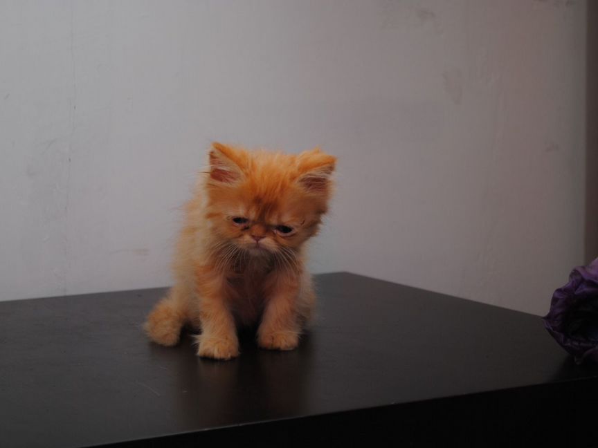 Котята перс