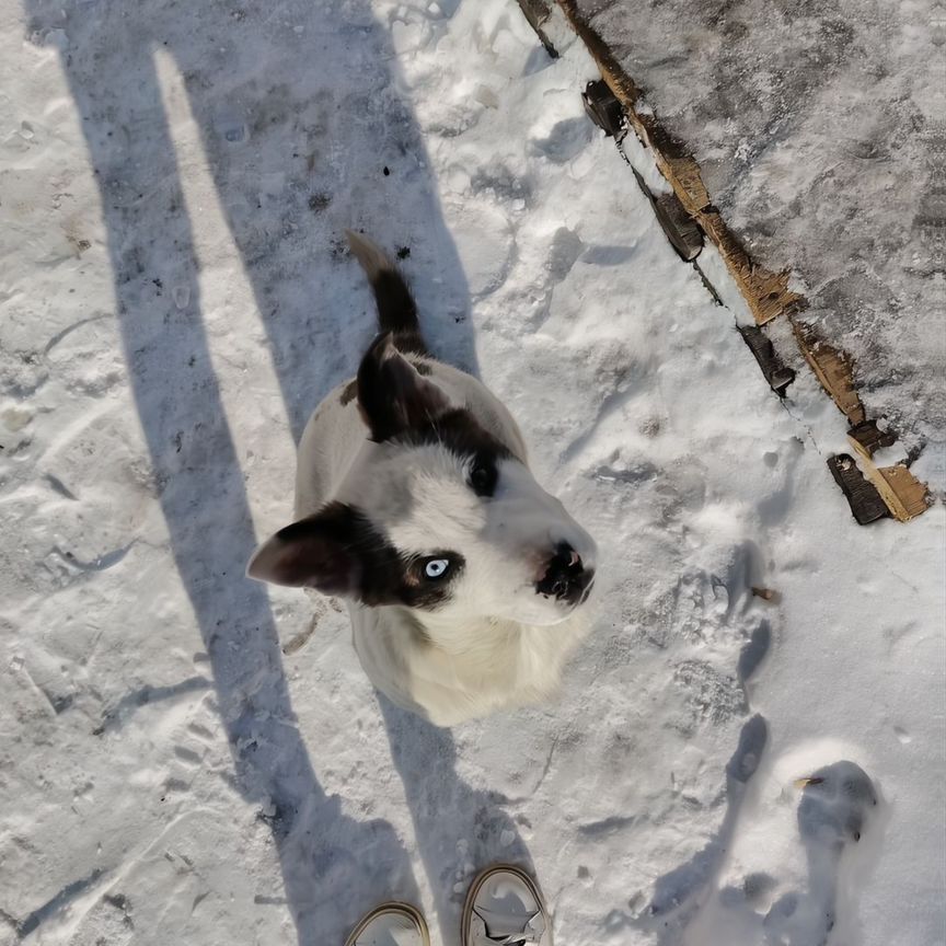 Щенок в добрые руки