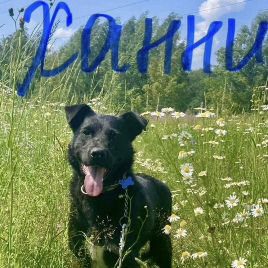 Взрослая собака в добрые руки