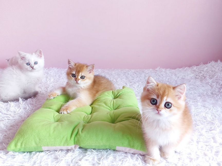 Британские и шотландские котята