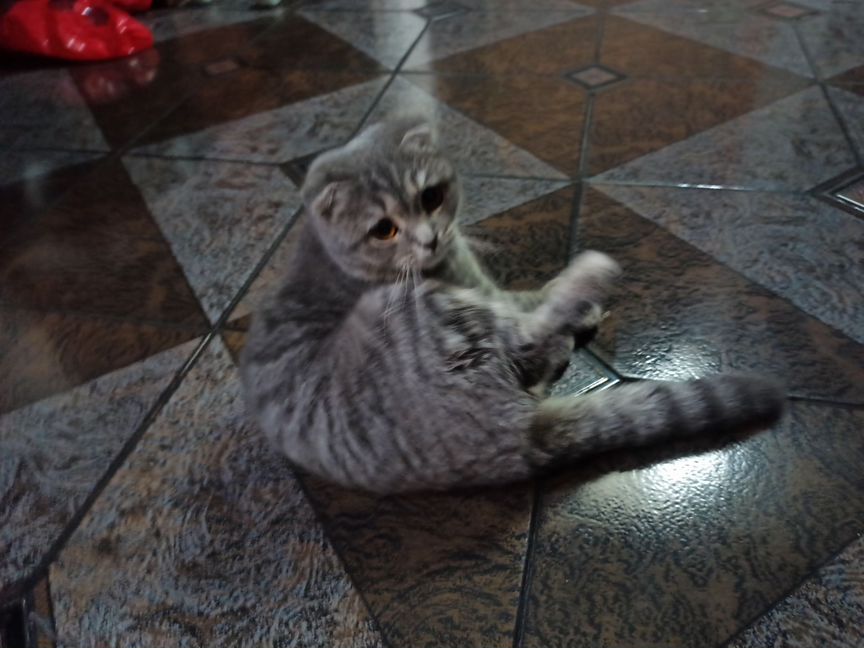 Кошка