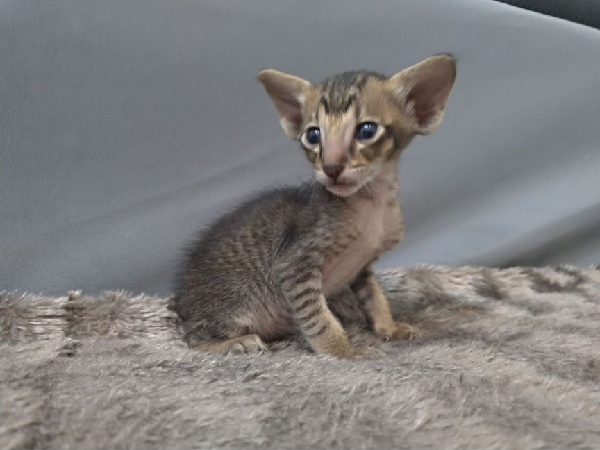 Ориентальные котята