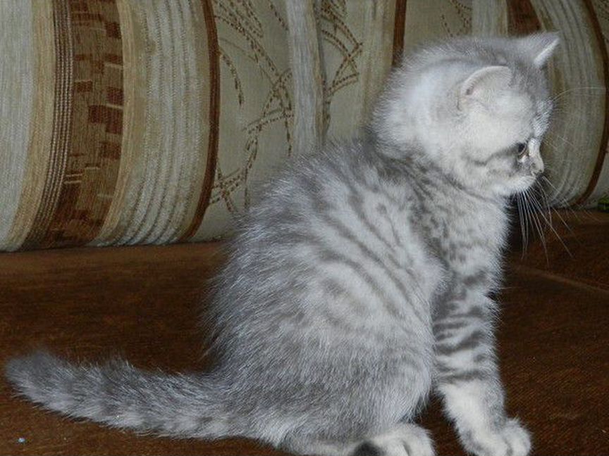 Шотландская прямоухая кошка