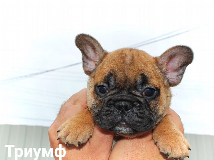 Французский бульдог щенки
