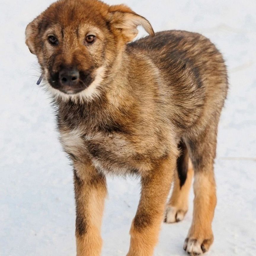 Щенок в добрые руки мальчик