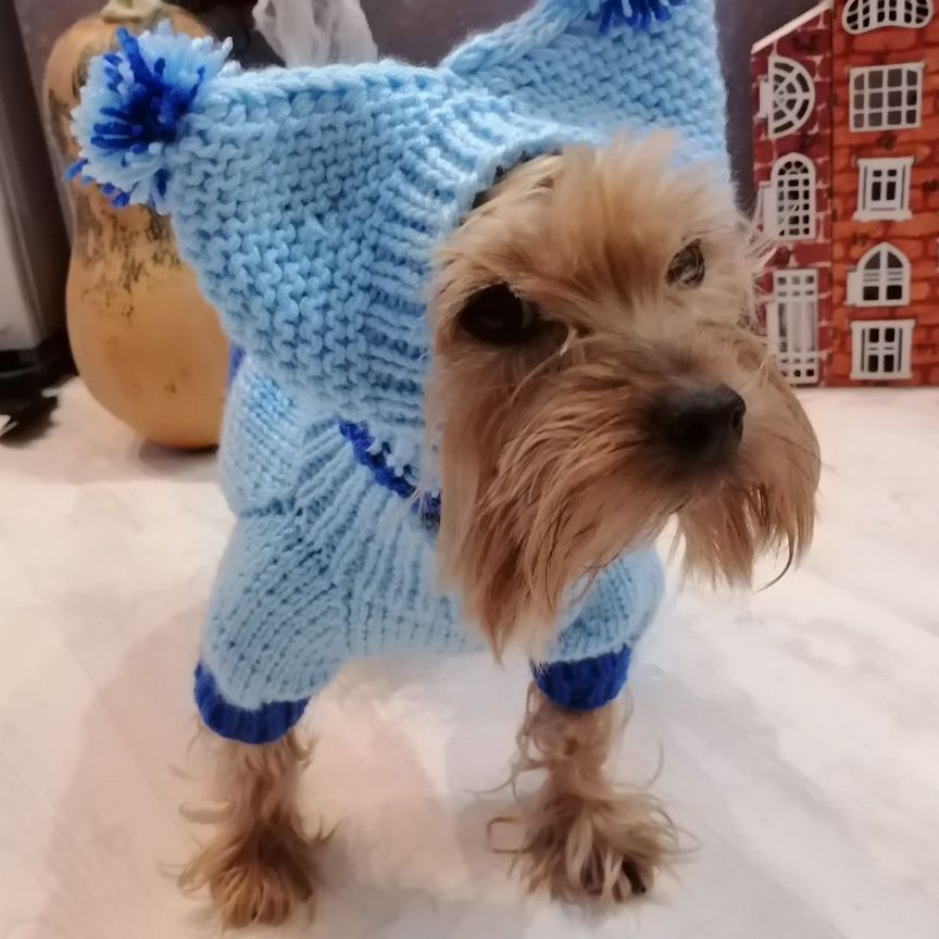 Одежда для маленьких собак