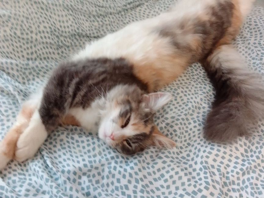 Кошка