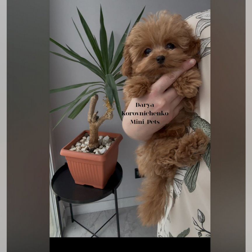 Мальтипу, щенок