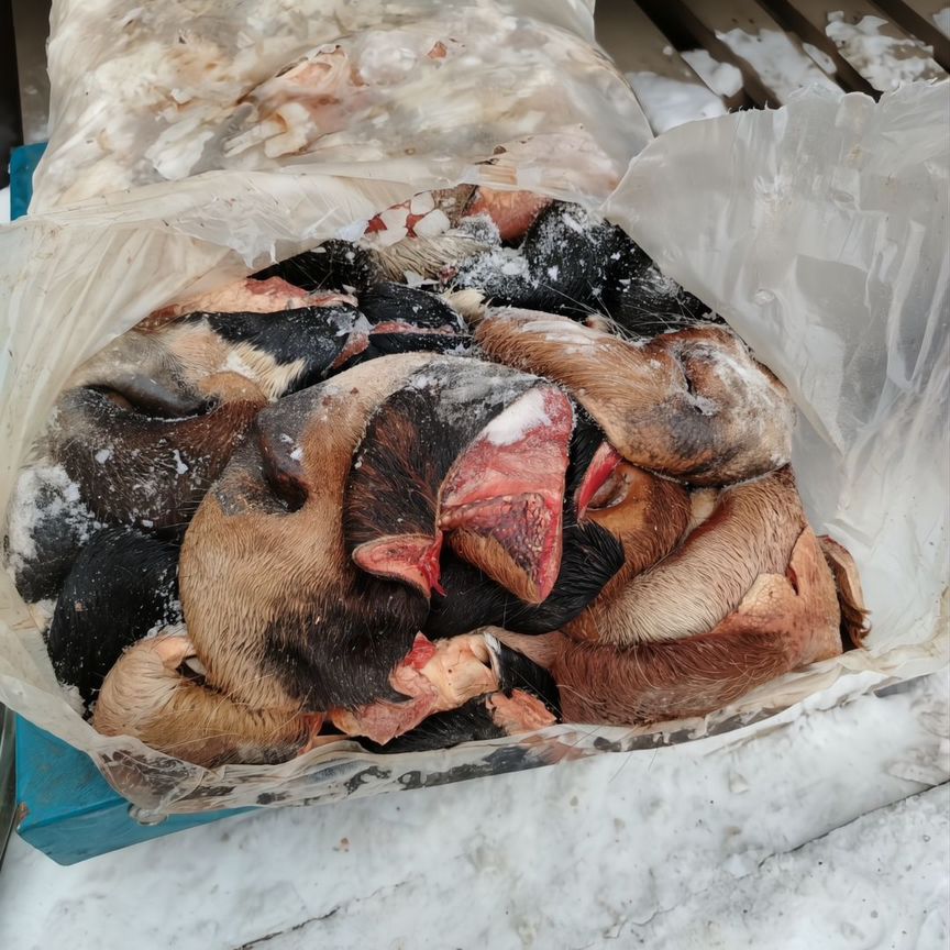 Носы говяжьи