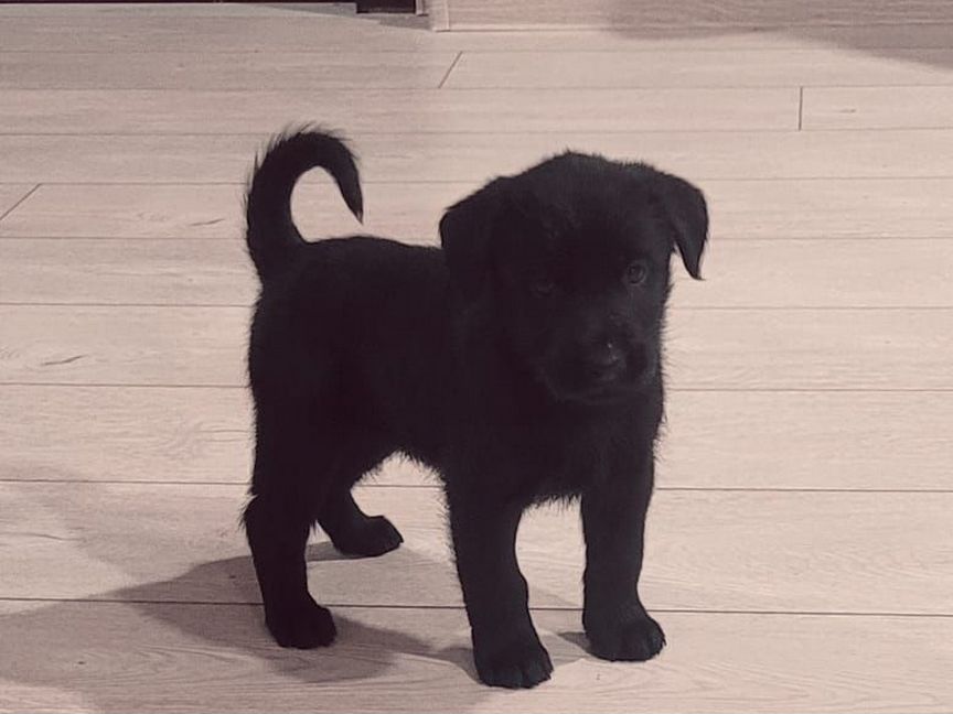 Собаки ризеншнауцер