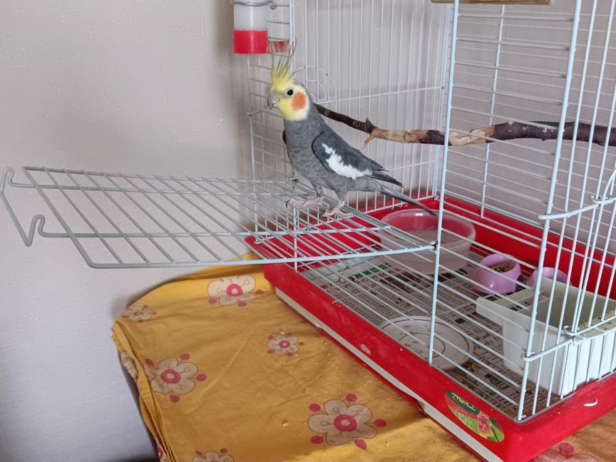 Попугай с клеткой