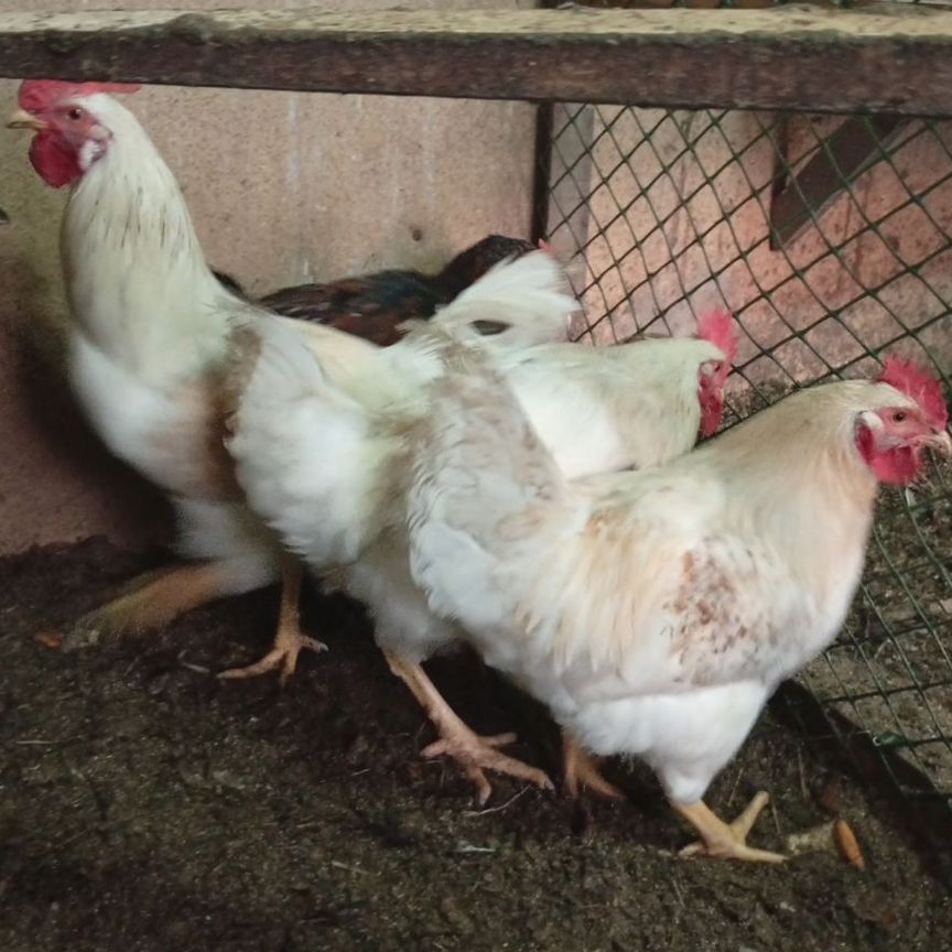 Петух Леггорн