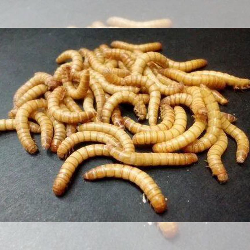 Мучной червь