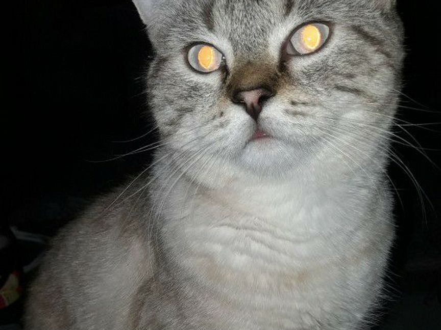 Кот на вязку