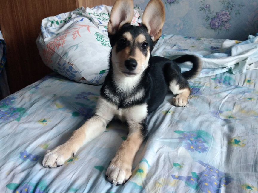 Маленькая собака той-терьер