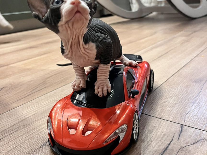 Канадский сфинкс (эльф)