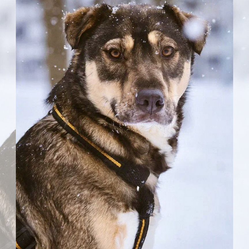 Взрослая собака в добрые руки