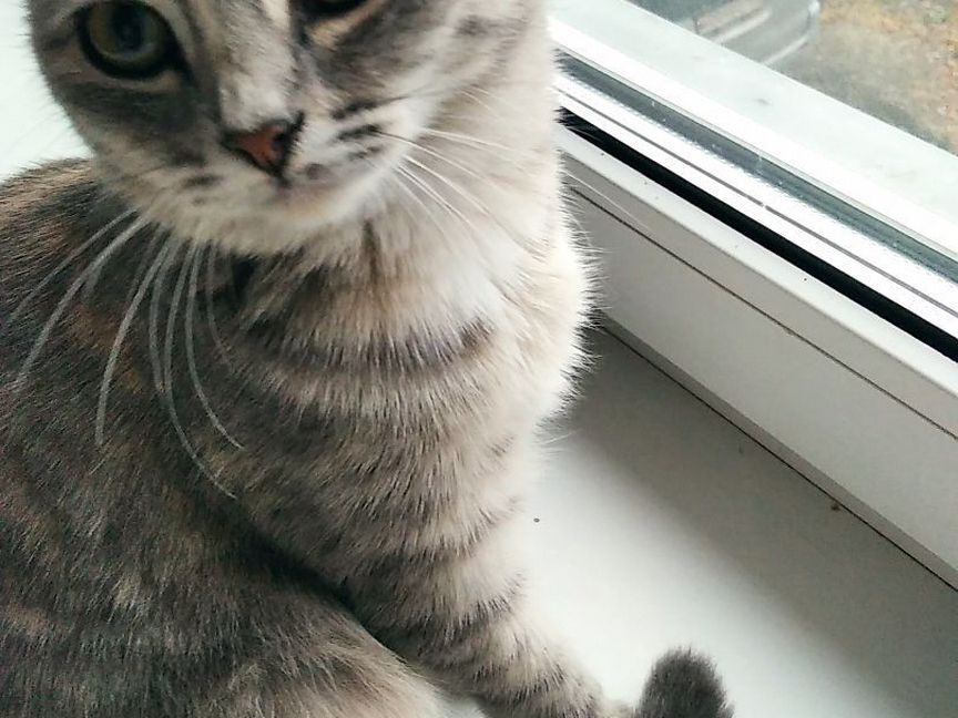 Кошечка, 7 мес