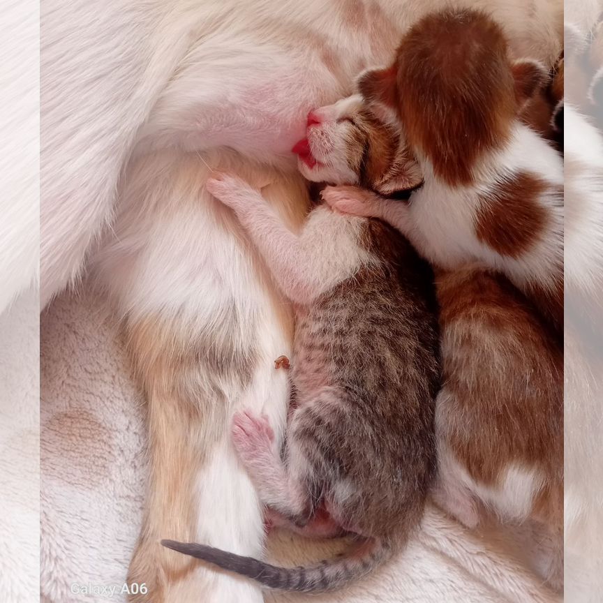 Ориентальный котёнок