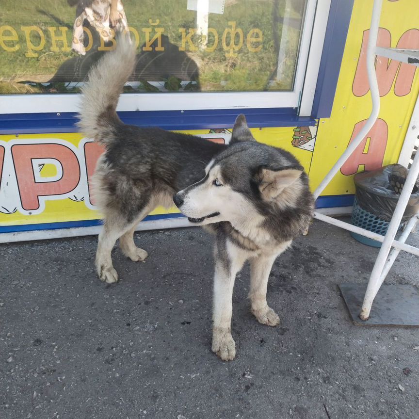 Кобель хаски