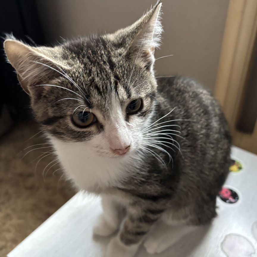 Котёнок в добрые руки